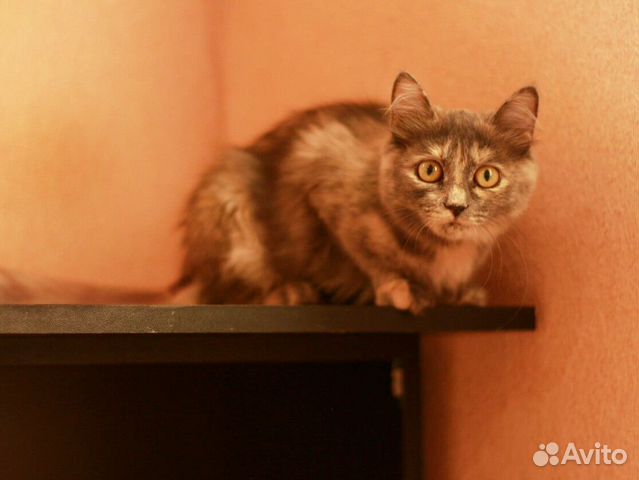 Пёстрая кошечка Агата, 5 месяцев