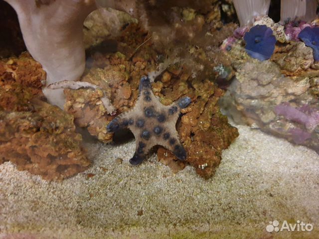 Морские кораллы Морская звезда