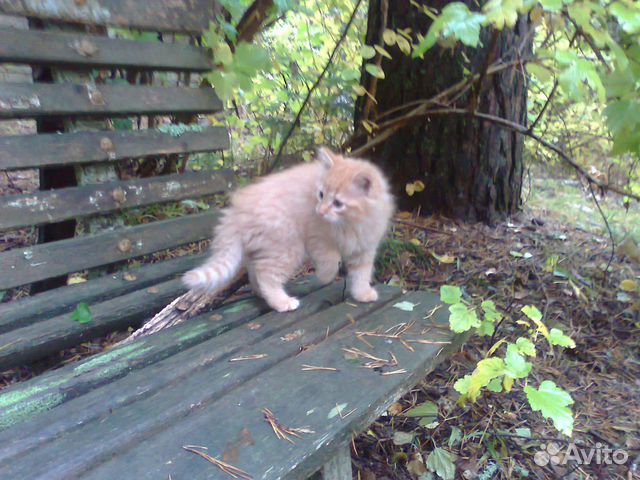 Пушистый рыжик