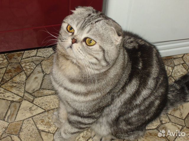 Кот В расцвете сил