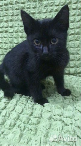 Отдам котёнка