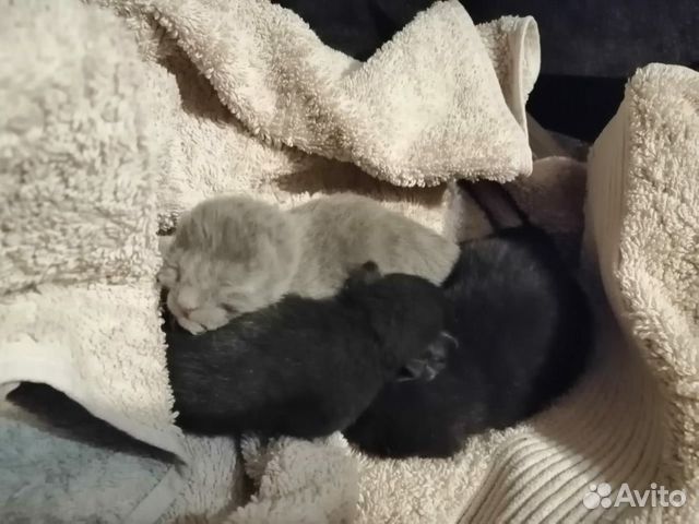 Ищем кормящую кошку котята подобраны на улице