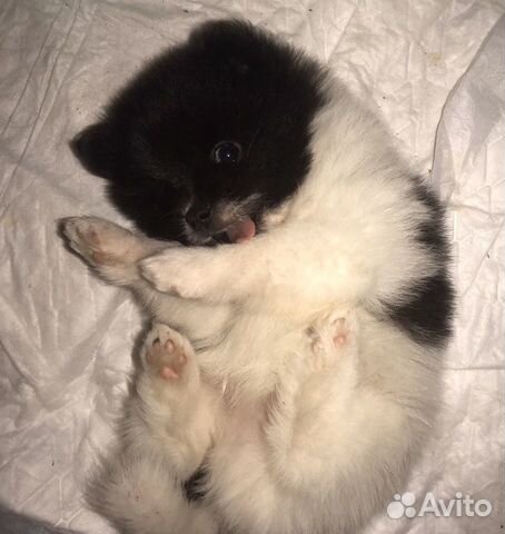 Мальчишка шпиц (померанец)