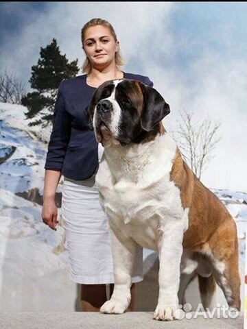 Продаются щенки Сенбернары