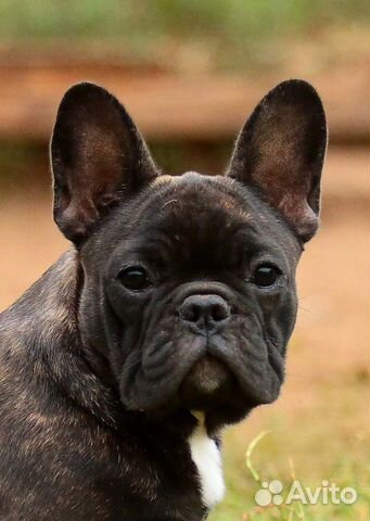 Подрощенная девочка 5.5 мес