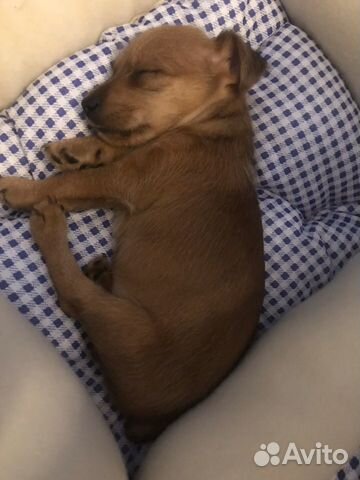 Щенок карликовый Пинчер