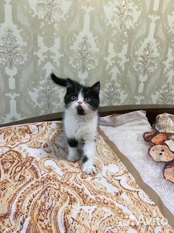 Воспитанные котята