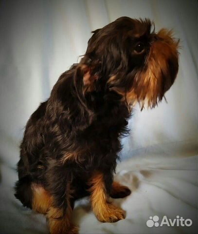 Гриффон кобель