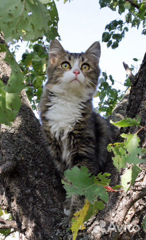 Котята-мальчики для ответственных хозяев