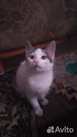 Кошку в дом