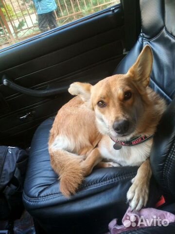 Лисичка ищет дом