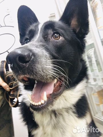 Собака в добрые руки