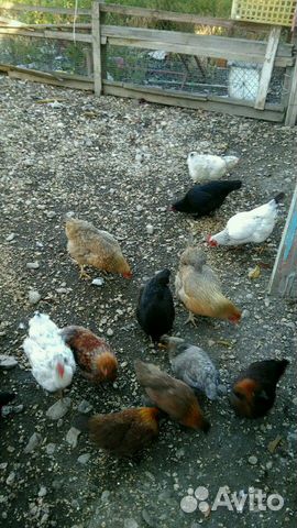 Куры несушки
