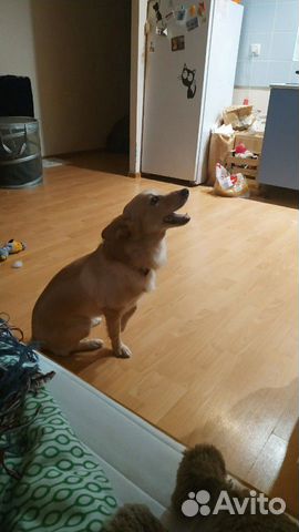 Отдам собаку