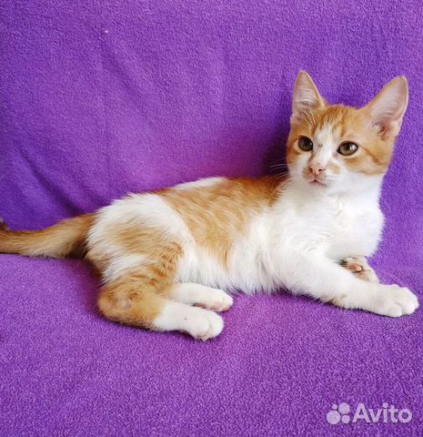 Ласковый котик