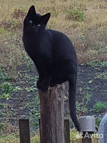 Любителям черных пантер