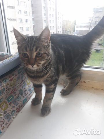 Котик-подросток, 6 месяцев