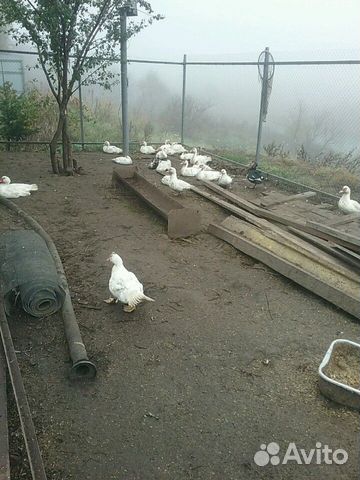 Мускусные утки