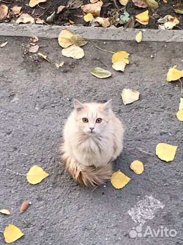 Лапушки котики ищут семью