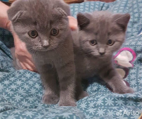 Продаю британских вислоухих котят 2 девочки,у одно