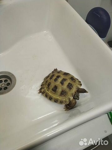Сухопутная черепаха Косточка :) за 5рублей