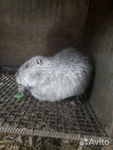 Продам Нутрий Самцов