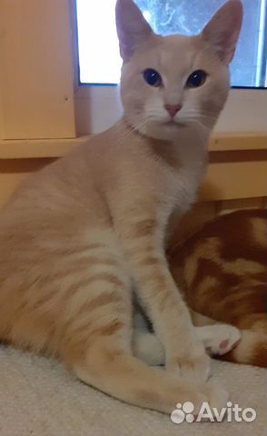 Красавец Персик очень хочет домой