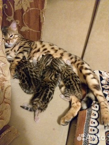 Бенгальские котята