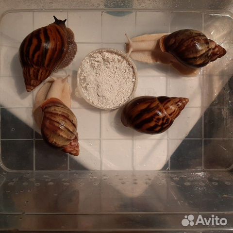 Улитки ахатины и архахатины