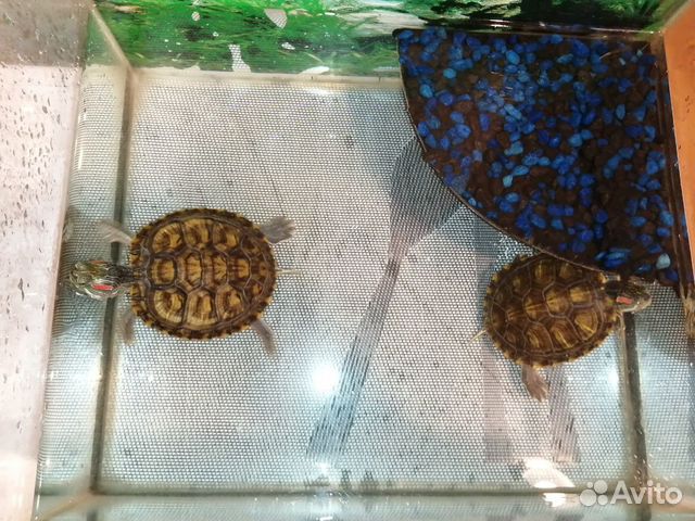 Красноухие черепашки