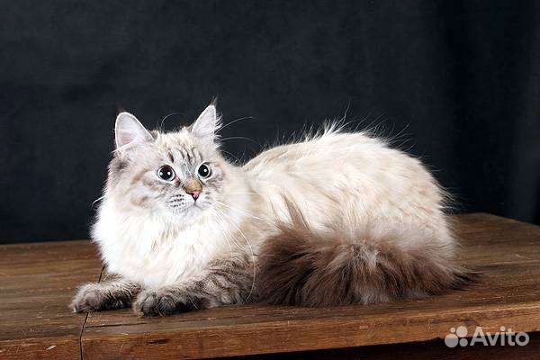 Стерилизованная сибирская кошка