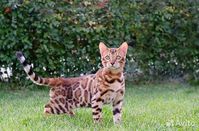 Красное золото Ваня