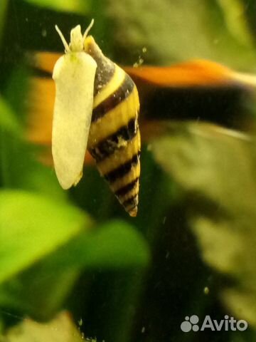 Улитка Хелена