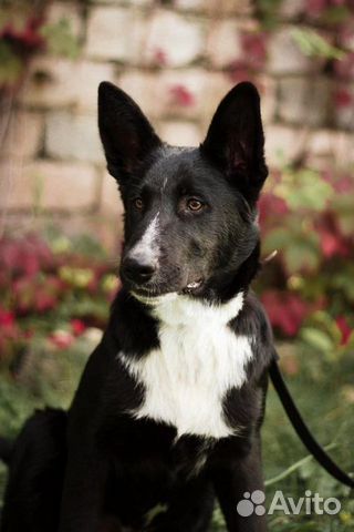 Арти - шикарный щенок-кобель ищет любимых людей