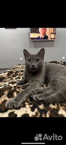 Кошка в добрые руки