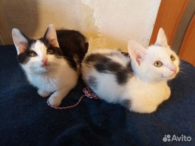 Котятя-братья чемпионы по мурчанию ждут хозяев