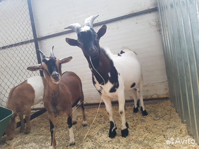 Комерунский Козел