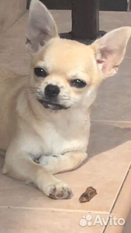 Солнечная зайка