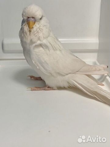 Попугай Выставочный волнистый, птенцы Чехи