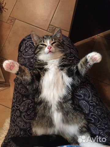 Котята ищут любовь всей своей жизни