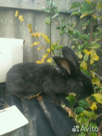 Немецкий пестрый строкач