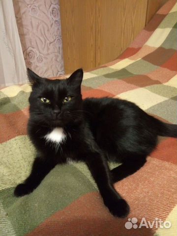 Отдадим кошку в хорошие (муся 2 года) желательно В