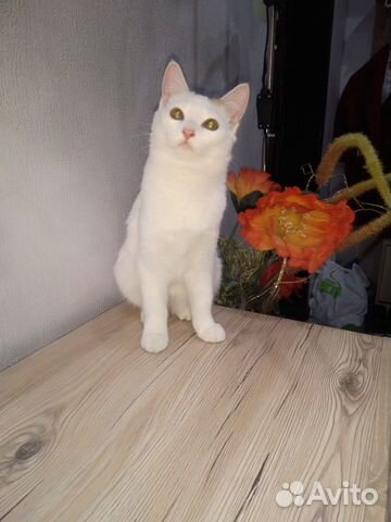 Бело-рыжее чудо