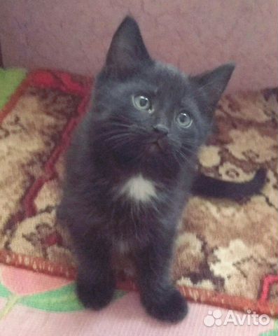 Ласковый котик ищет дом