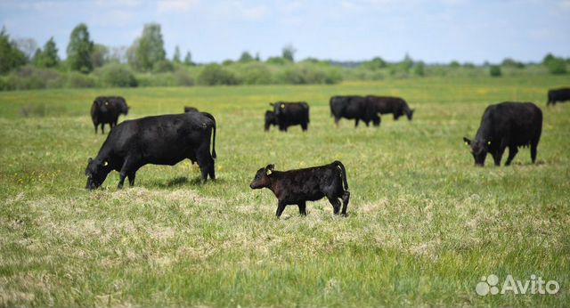 Стельные коровы