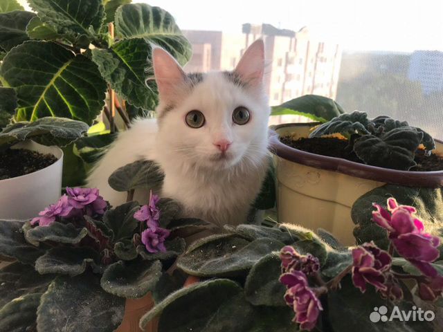 Малышка Василиса ищет дом