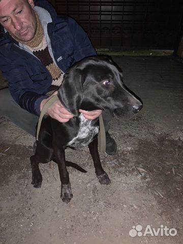 Собака кобель 8 мес веймаранер