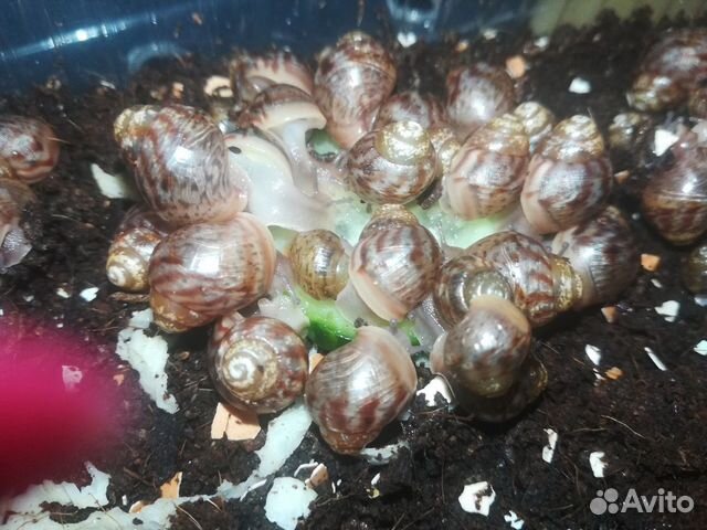 Африканская улитка ахатина