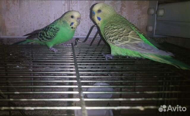 Пара попугаев