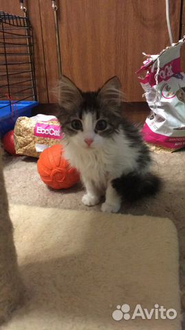 Котёнок Лапка ищет дом